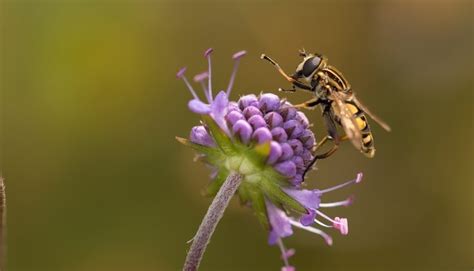 memahami inversion of control vs dependency injection pada spring
