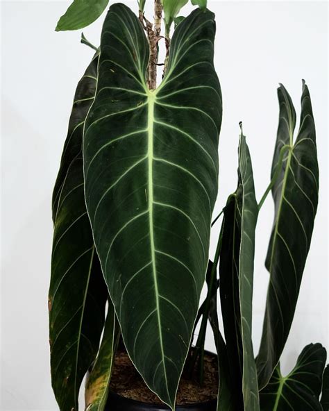Long Leaves Long Philodendron Leaf Leaves Stunning Orchids Ready Plants