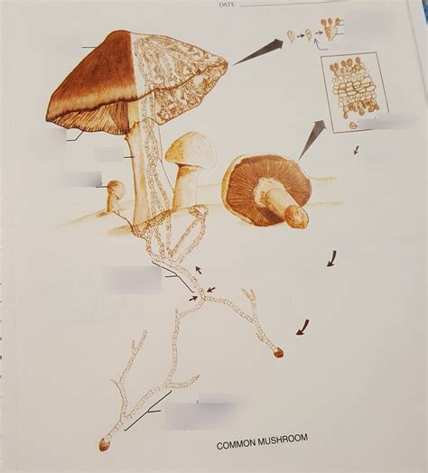 Mushroom Labels Diagram Quizlet
