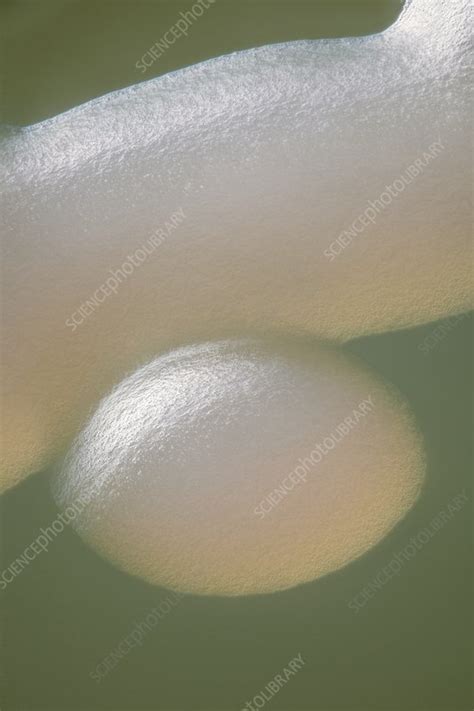 Saccharomyces Cerevisiae Culture On Agar Stock Image C047 7514 Science Photo Library