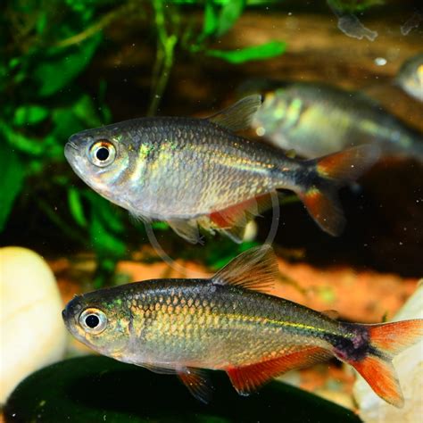 Buenos Aires Tetra