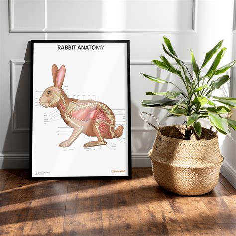 Rabbit Anatomy Poster Small Mammal Organs And Bones Chart Anatomystuff