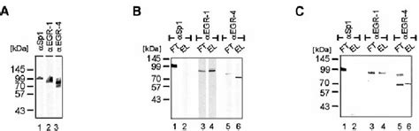Native Egr Proteins Interact With Recombinant Nfat Proteins A Download Scientific Diagram