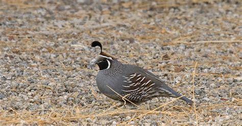 Id Hybrid California X Gambels Quail Greg In San Diego