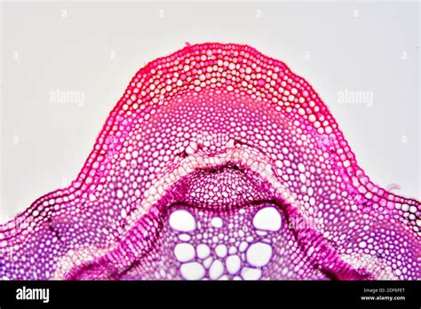 Sclerenchyma Under Microscope