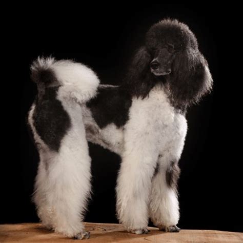 Miniature Parti Poodle Puppies