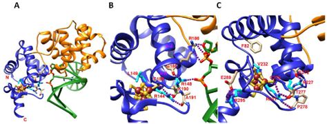 Figure 4 From Emerging Critical Roles Of Fe S Clusters In Dna Replication And Repair Semantic