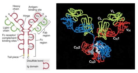 Schematic Diagram Of A Secreted Igg Molecule The Antigen Binding Sites Download Scientific