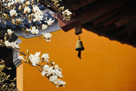 【点破银花玉雪香摄影图片】生态摄影摄情画意太平洋电脑网摄影部落
