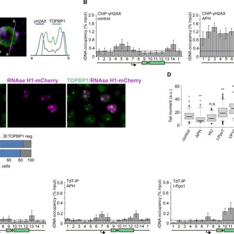 Replication Stress Response In Nucleoli Does Not Depend On R Loop