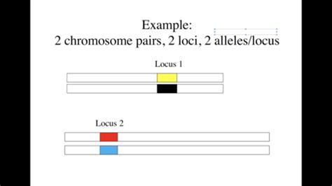 Evolution At Multiple Loci Linkage Flashcards Quizlet