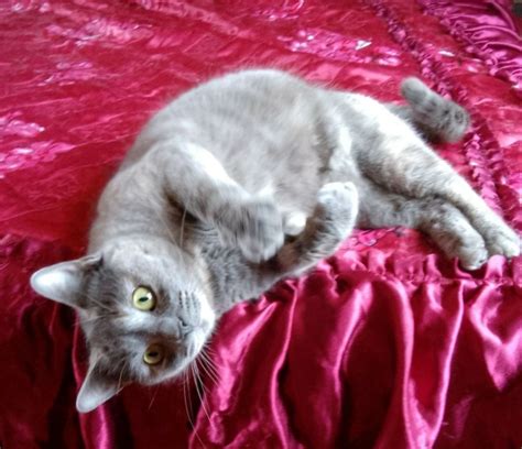 ПРЕКРАСНАЯ МОНА СРОЧНО НУЖНЫ ЛЮБЯЩИЕ и ОТВЕТСТВЕННЫЕ РУЧКИ Кто то выкинул на улицу