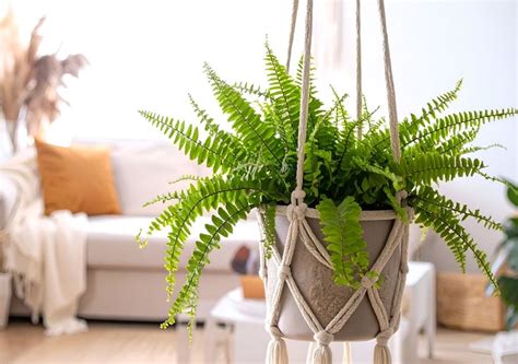Five Plants That Love The Shade And Can Live Happily Indoors With Low Light