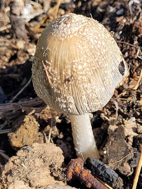 Descargar Imágenesde Tipos De Hongos Instintivos