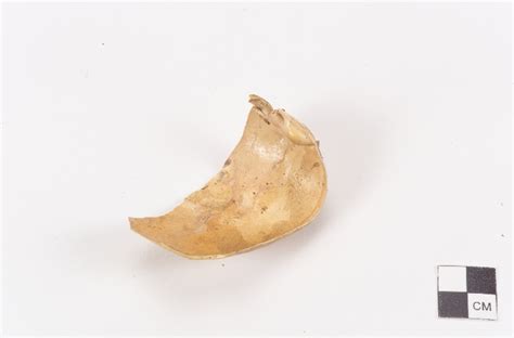 Crustacean Shell Shells Smithsonian Institution