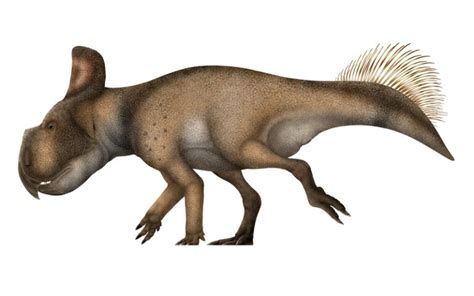 Protoceratops Legacy Of The First Horned Face Dinosaur
