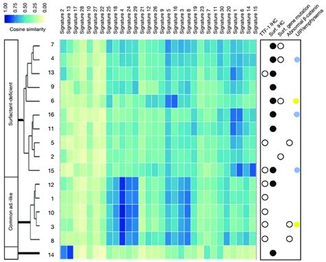 Heatmap Of The Cosine Similarity To The 30 Mutational Signatures And Download Scientific