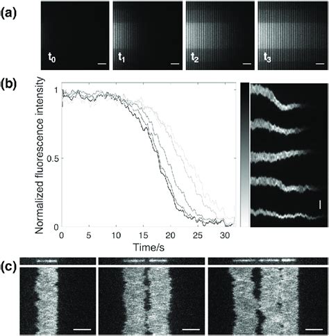 Additional Features Of The Nanofluidic Device A Addition Of Download Scientific Diagram