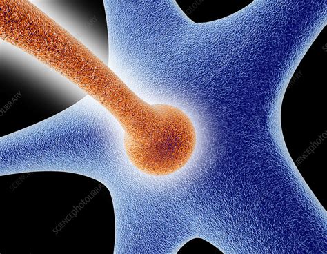 Nerve Synapse Formation Stock Image P360 0313 Science Photo Library