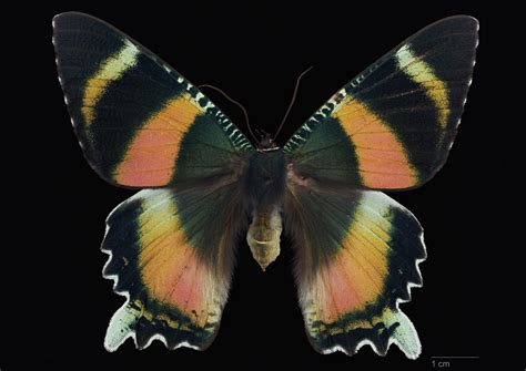 Measurement Tool To Make Custom Scale Lines Feedback For Affinity Photo V On Desktop