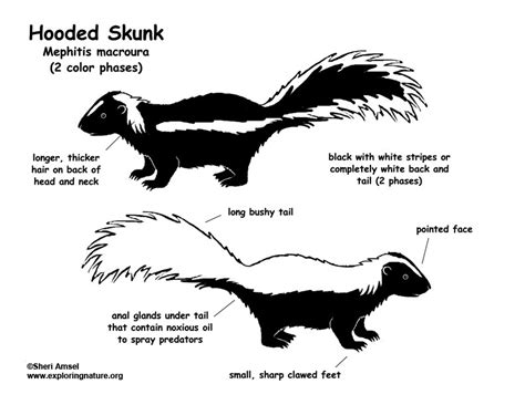 Skunk Hooded Exploring Nature