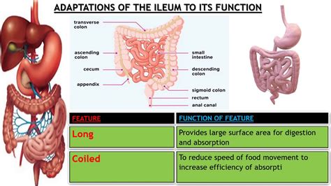 Terminal Ileum Diagram