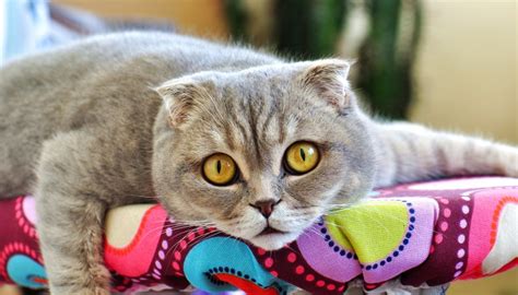 Cats Toxic Trait Leaves Internet In Hysterics As He Sits On Allergic Man