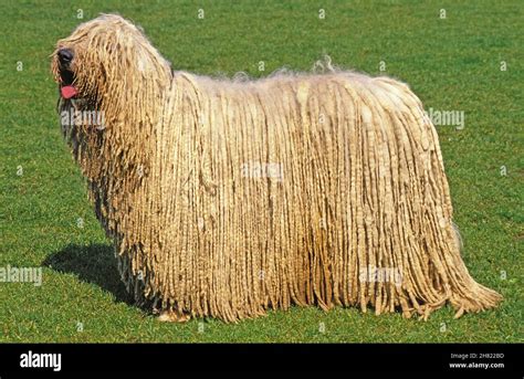 Cachorro Komondor Cachorro De Perro Komondor Realista Y Realista Con