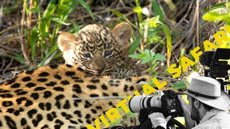 Leopard Cubs And Roaring Lions—an Unforgettable Virtual Safari Virtual