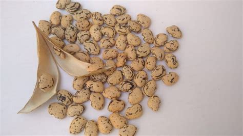 Flat Beans Sahaja Seeds