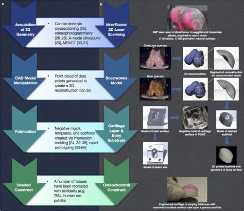 Figure 1 From Fabrication Of Tissue Engineered Osteochondral Grafts For