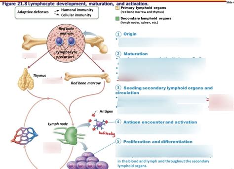 Lymphocyte Development Maturation And Activation Diagram Quizlet