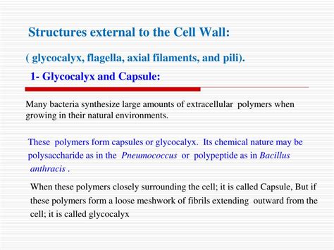 PPT Structures External To The Cell Wall PowerPoint Presentation Free Download ID