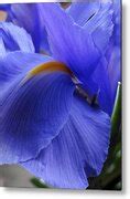 Delicate Blue Photograph By Beth Akerman Fine Art America