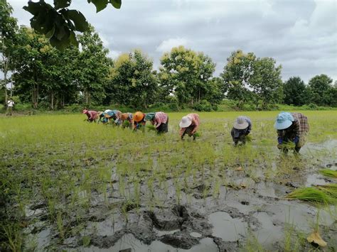 ကန့်ဘလူမြို့နယ်တွင် ဧရာမင်းစပါး မျိုးစေ့ထုတ် စိုက်ပျိုးပြသခြင်းကွင်းသရုပ်ပြပွဲ ကျင်းပ