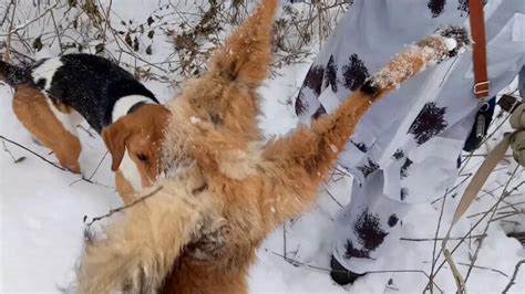 Охота с гончими на зайца и лису Выпуск 3 Смотреть онлайн в поиске Яндекса по Видео
