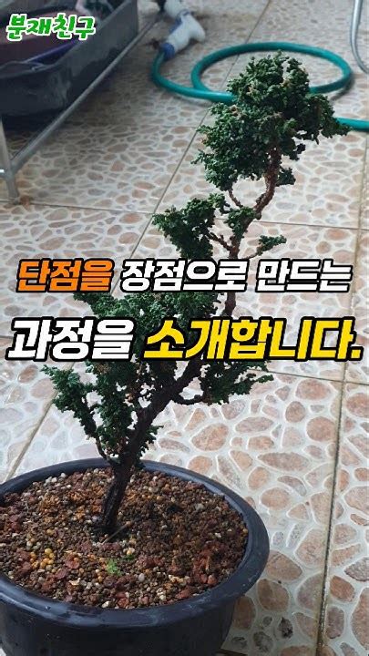 단점을 장점으로 만드는 과정을 소개합니다 분재 소품분재 분재만들기 Bonsai 석화회 Youtube