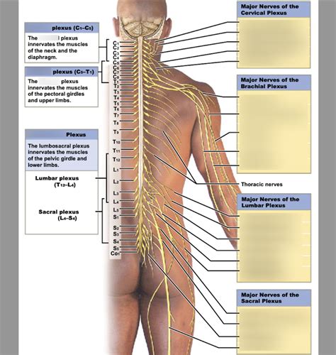 14 7 Peripheral Nerves And Plexuses Diagram Quizlet