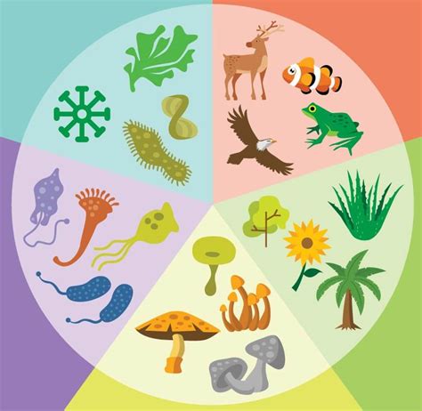 Five Kingdoms Classification Who Gave The Five Kingdom Classification
