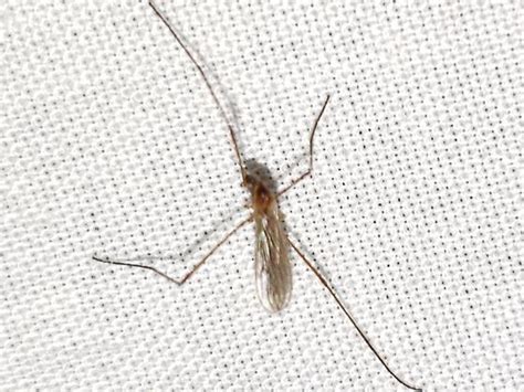 Teucholabis Carolinensis Bugguidenet