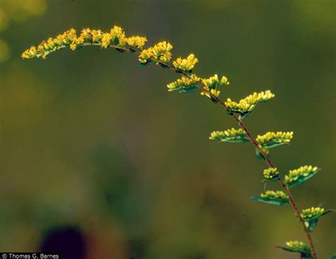 Usda Plants Database