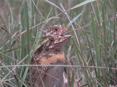 Texas State Reptile BEYONDbones