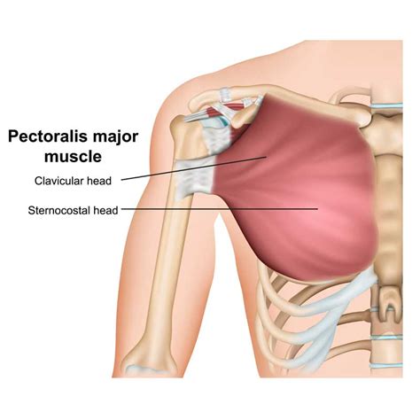 Pectoralis Major Origin Insertion Actions Innervation The Wellness