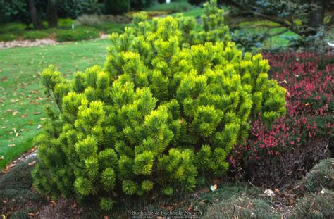 Pinus Mugo Ophir Singing Tree Gardens Nursery