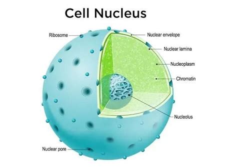 Nucleus Diagram For Class 9 With Labels And Explanation