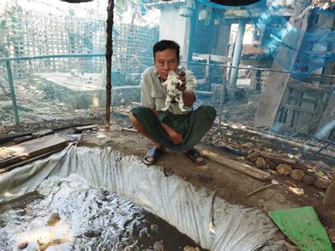 ကျိန္တလီမြို့၊ စေတီကွင်းကျေးရွာ၌ ဖားမွေးမြူရေးလုပ်ငန်းဖြင့် စီးပ