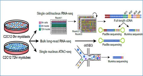 LR Split Seq Mapping And Modeling The Genomic Basis Of Differential