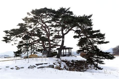 [나무 천년의 세월을 담다 217] 겨울 소나무로부터 삶을 보다…천안시 풍세면 남관리 421 소나무 2본 자연 사진 풍경 그림 사진 나무