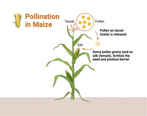 Pollination Definition Types Process Agents Adaptation Biology