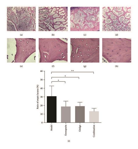 Histological Observation Representative Photomicrographs Of The Download Scientific Diagram
